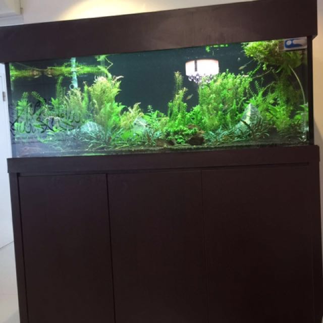 5 feet tank, Pet Supplies, Homes & Other Pet Accessories on Carousell