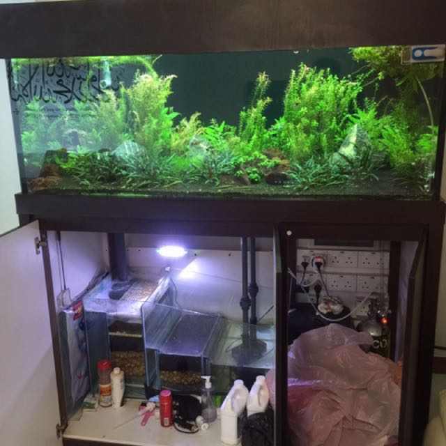 5 feet tank, Pet Supplies, Homes & Other Pet Accessories on Carousell