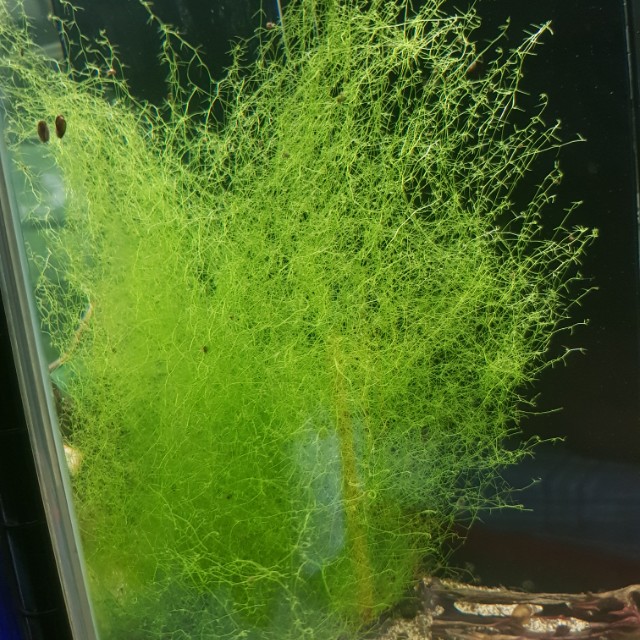 Stringy moss, Pet Supplies, Homes & Other Pet Accessories on Carousell