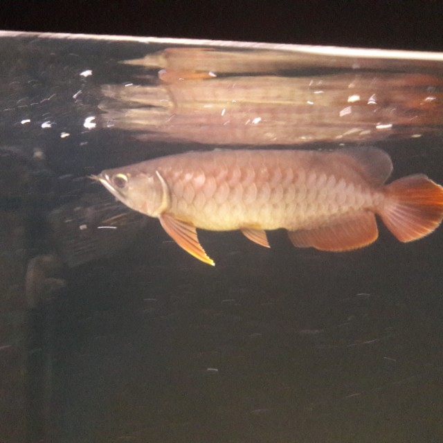 Spoonhead arowana, Everything Else on Carousell