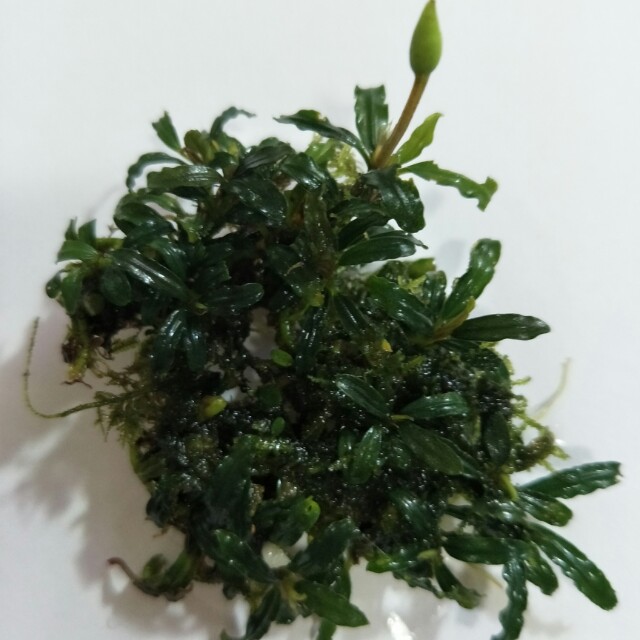 Bucephalandra Mini Catherine, Gardening on Carousell