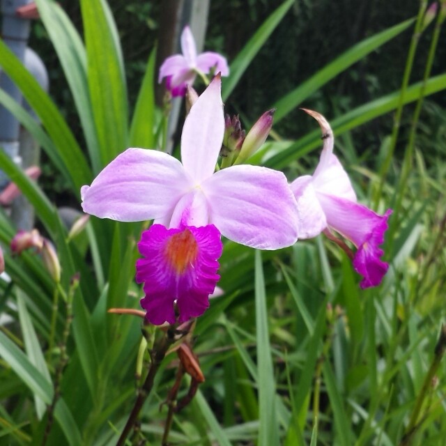 INVASIVE - HAWAI'I NATURE AWARENESS