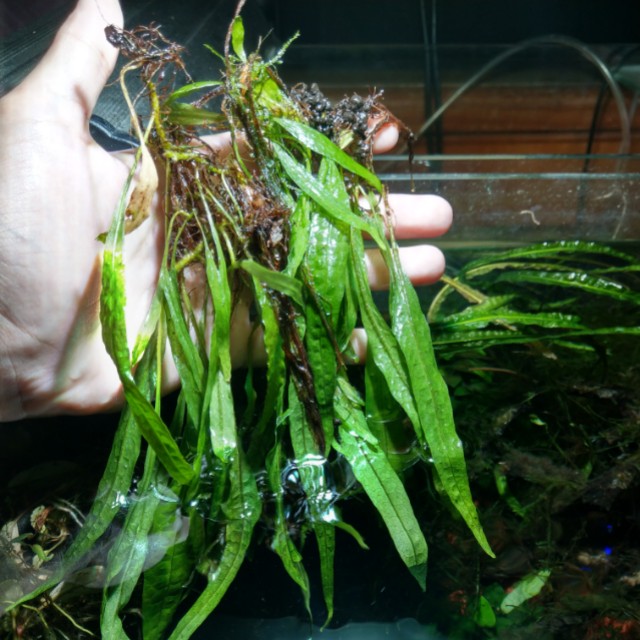 Mini Java fern (Microsorum Pteropus Petite), Pet Supplies, Homes ...