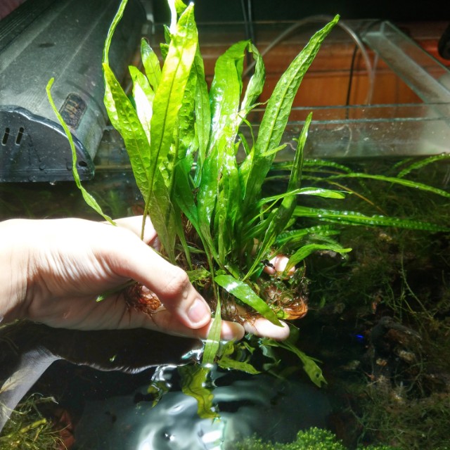 Mini Java fern (Microsorum Pteropus Petite), Pet Supplies, Homes ...