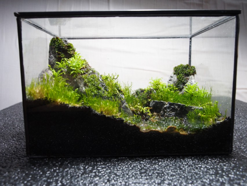 Terrarium box, Furniture & Home Living, Home Decor, Artificial Plants ...