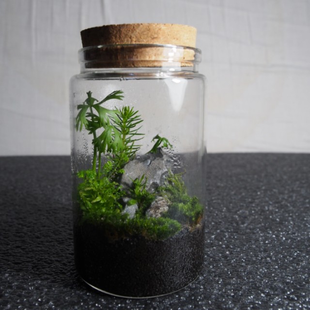 Terrarium Jar 5, Furniture & Home Living, Home Decor, Artificial Plants ...