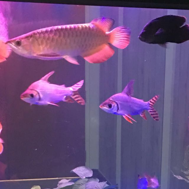 Large Fei Fong, Everything Else on Carousell