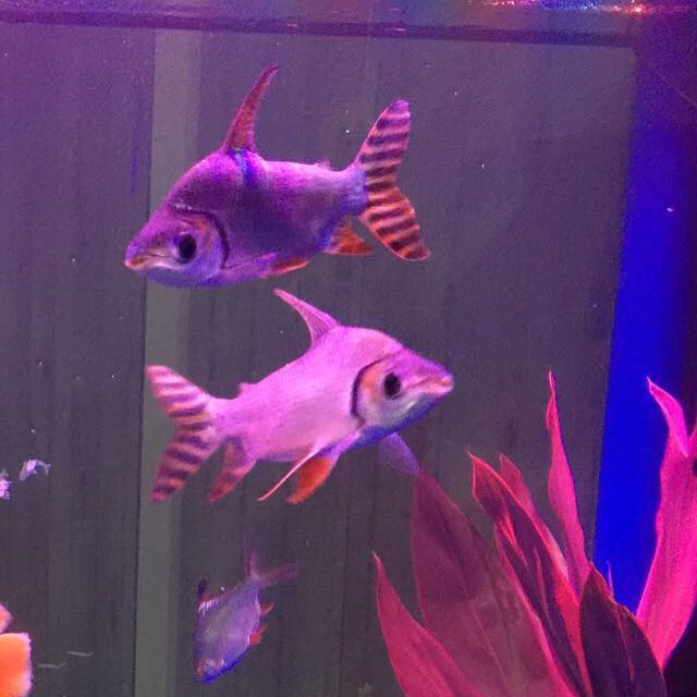 Large Fei Fong, Everything Else on Carousell