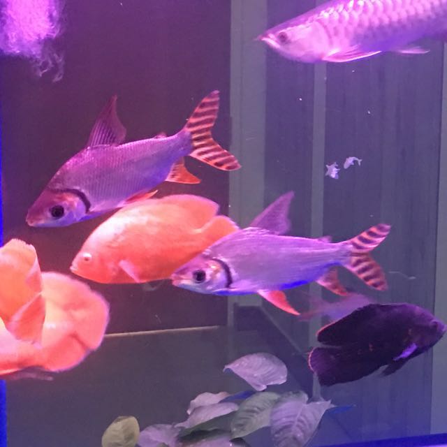 Large Fei Fong, Everything Else on Carousell