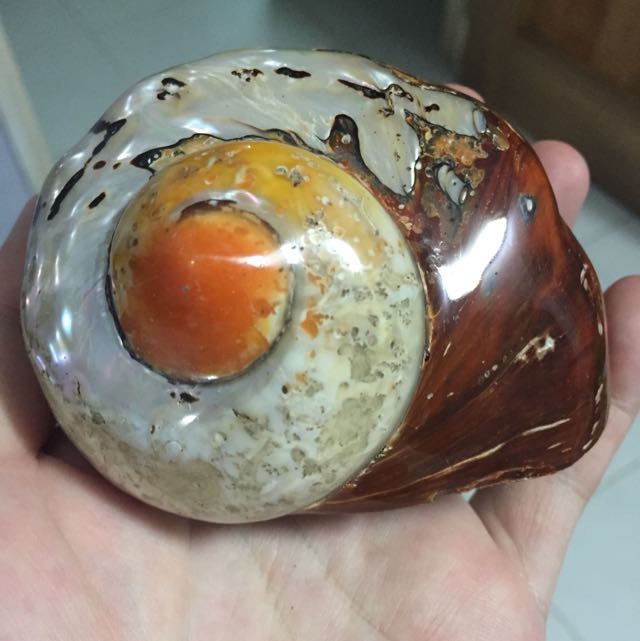 African Turbo Shell, Furniture & Home Living, Home Improvement ...