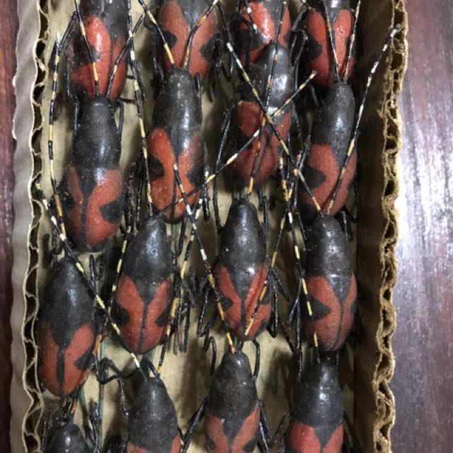 Decorative insects, Hobbies & Toys, Stationery & Craft, Occasions ...