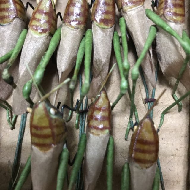 Decorative insects, Hobbies & Toys, Stationery & Craft, Occasions ...