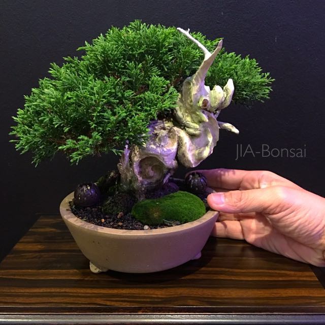 Japanese Shohin Shimpaku Bonsai by JIA Bonsai, Furniture & Home Living ...