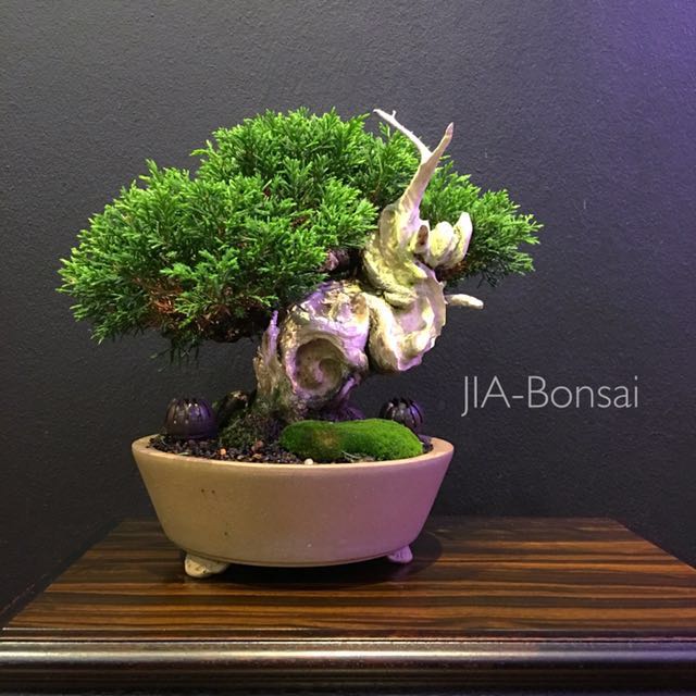 Japanese Shohin Shimpaku Bonsai by JIA Bonsai, Furniture & Home Living ...