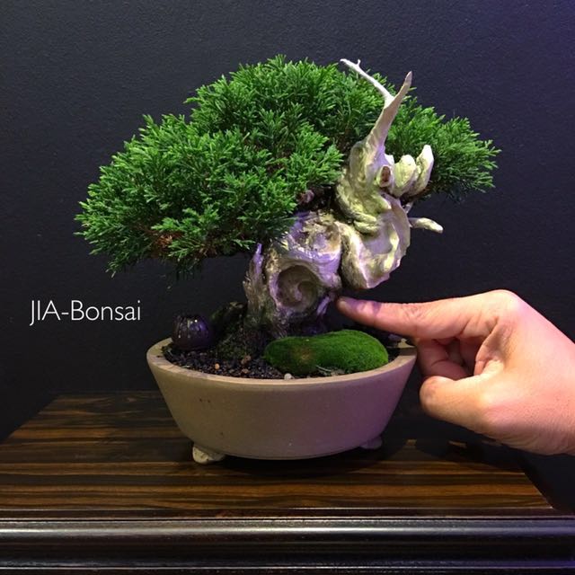 Japanese Shohin Shimpaku Bonsai by JIA Bonsai, Furniture & Home Living ...