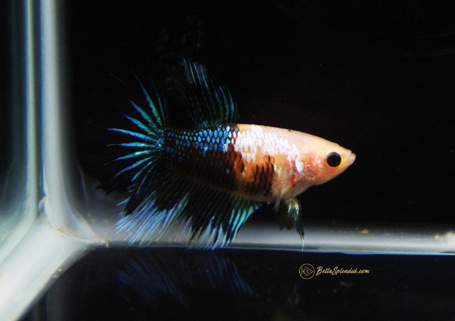Marble Jade HM Female Betta - Hi Res Image, Pet Supplies, Homes & Other ...