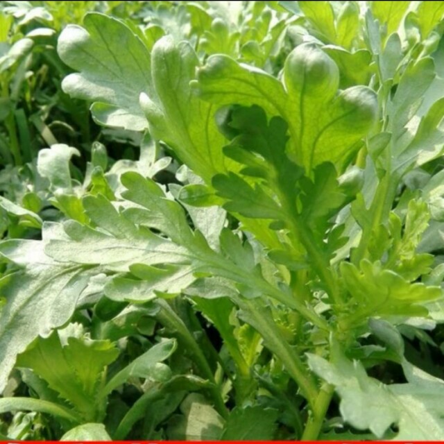 Tang-O Vegetable Seeds, Furniture & Home Living, Gardening, Plants ...