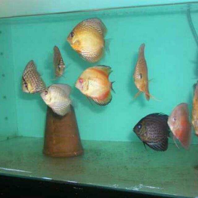 FREE Letting Go x5 Stunted Discus Size Around 2inch For Free ..((FCFC ...