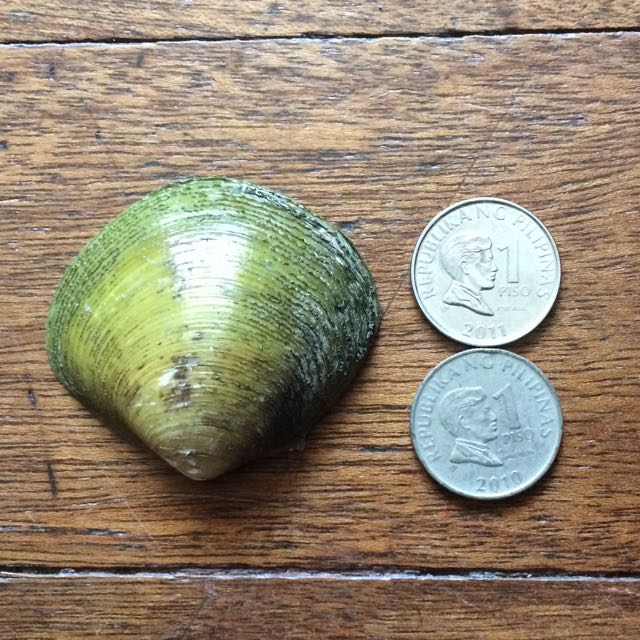 Clam shells for artwork, Hobbies & Toys, Stationary & Craft, Craft ...