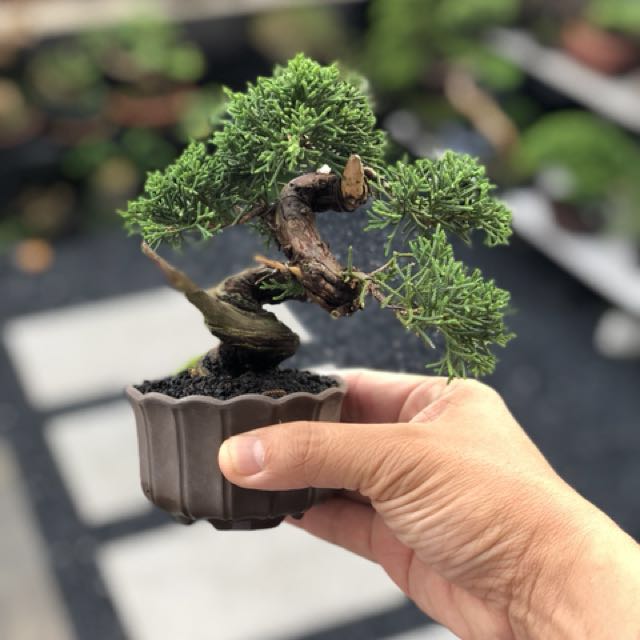 Japanese Mame Shimpaku Bonsai, Furniture & Home Living, Gardening ...