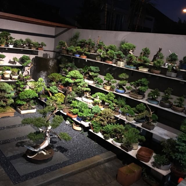 Japanese Mame Shimpaku Bonsai, Furniture & Home Living, Gardening ...