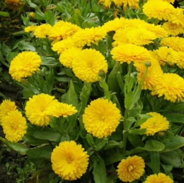 Golden Yellow Calendula Dwarf Marigold Seeds, Furniture & Home Living ...