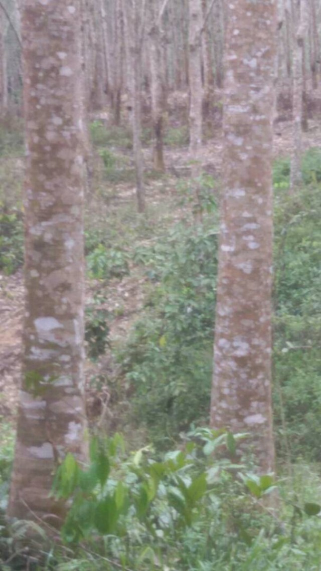 kebun getah pokok muda, Property, For Sale on Carousell