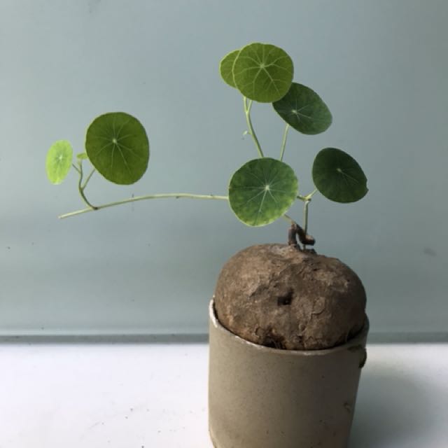 10cm Stephania rotunda - (Mountain turtle) Family Menispermaceae - A ...