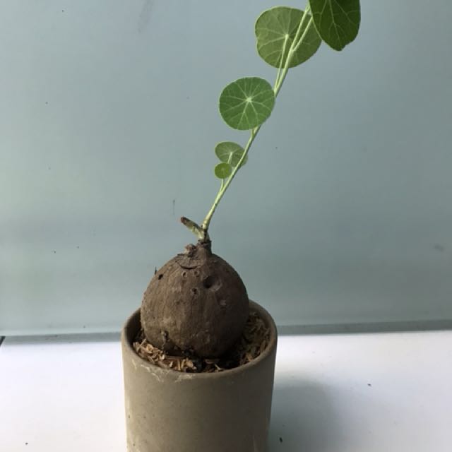 i10cm - Stephania rotunda - (Mountain turtle) Family Menispermaceae - A ...