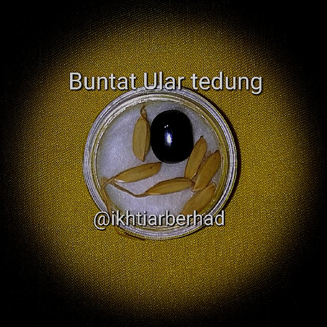 Buntat Ular Tedung, Hobbies & Toys, Memorabilia & Collectibles ...