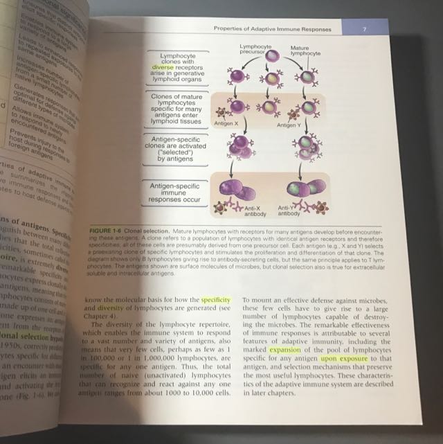 Basic Immunology 5th Fifth Edition by Abbas, Hobbies & Toys, Books ...