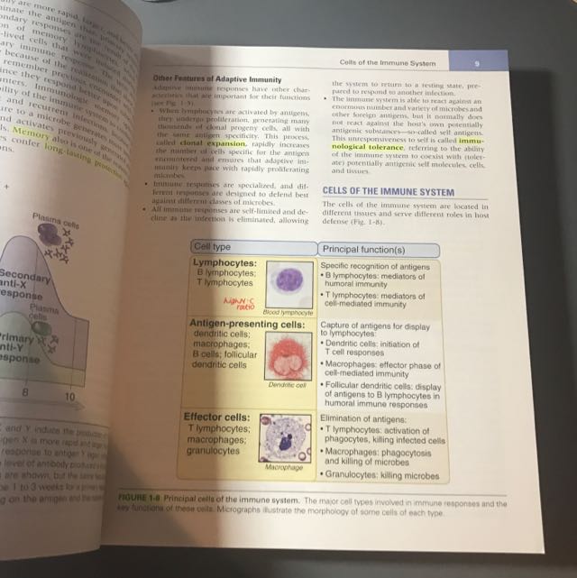 Basic Immunology 5th Fifth Edition by Abbas, Hobbies & Toys, Books ...