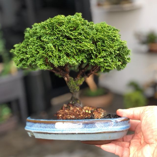 Japanese Hinoki Bonsai, Furniture & Home Living, Gardening, Plants ...