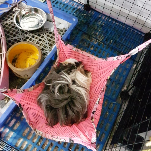Guinea pig grooming, Pet Supplies, Health & Grooming Supplies on Carousell