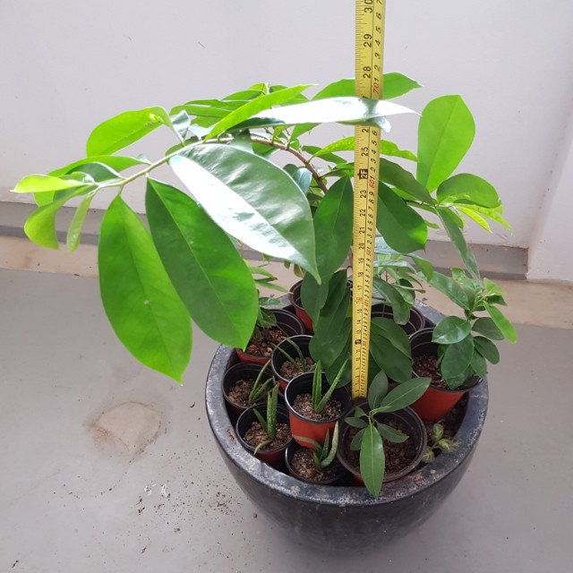 3ft Sour sop plant/lychee plant/baby aloe vara, Furniture & Home Living ...