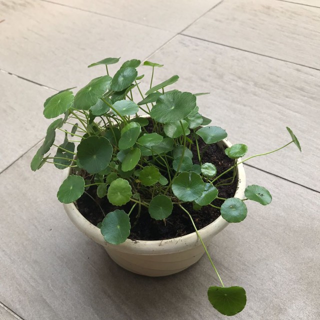 marsh-pennywort-aka-lucky-plant-furniture-home-living-gardening