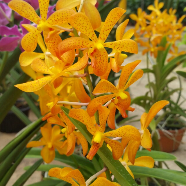 Orchids Vanda Mokara, Furniture & Home Living, Gardening, Plants ...