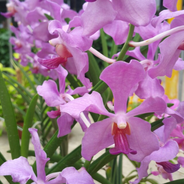 Orchids Vanda Mokara, Furniture & Home Living, Gardening, Plants ...