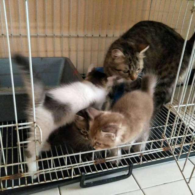 Kucing baka DLH, Everything Else, Others on Carousell