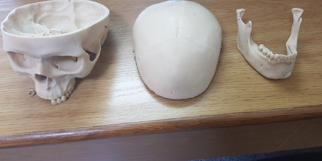 Human Anatomical Skull (replica), Hobbies & Toys, Toys & Games on Carousell