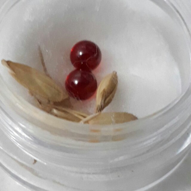 Buntat lipan, Hobbies & Toys, Memorabilia & Collectibles, Religious ...