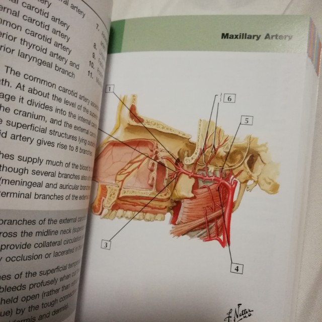 Netter's pocket anatomy, Hobbies & Toys, Books & Magazines, Textbooks ...