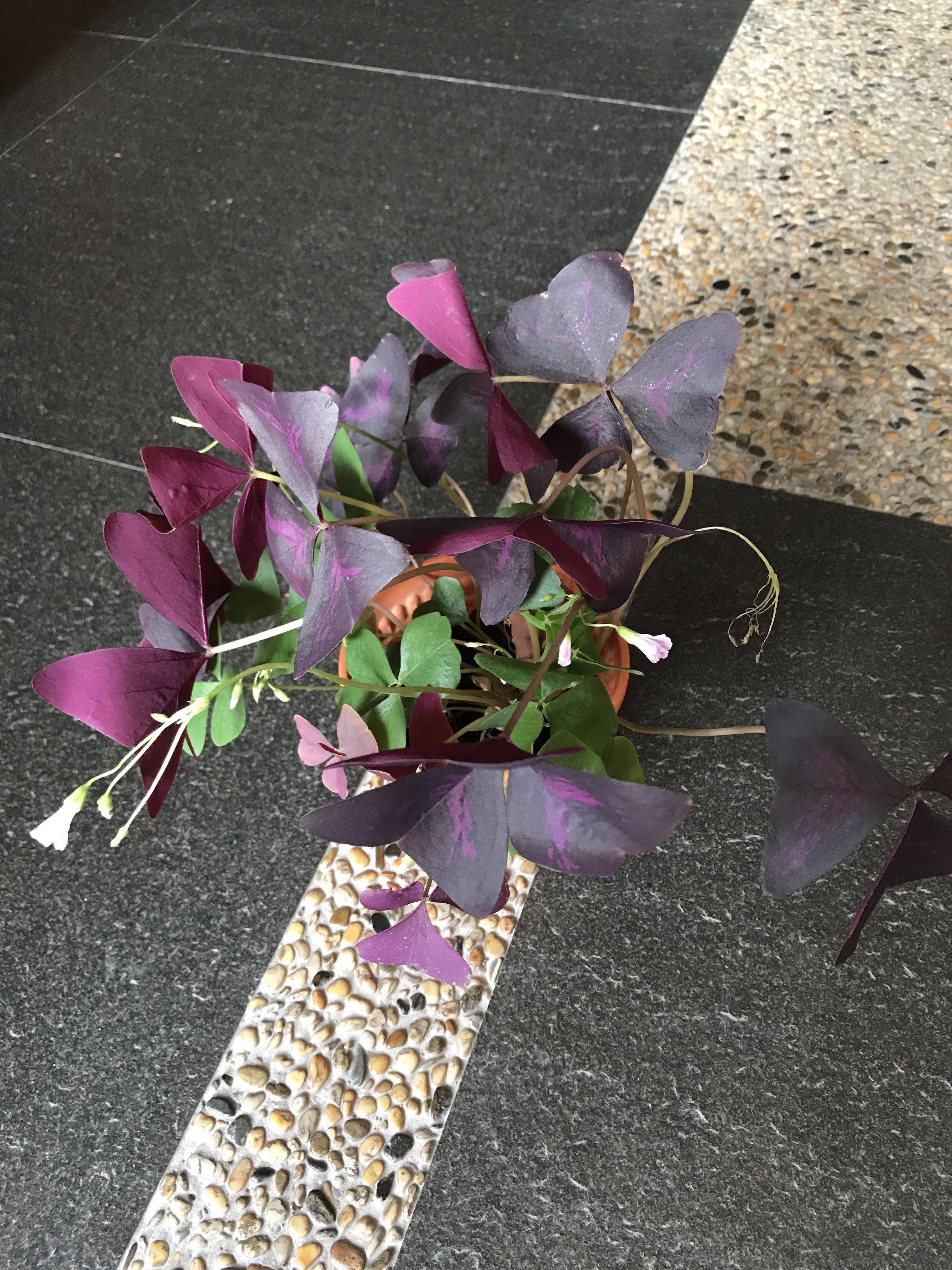 Oxalis Plants, Furniture & Home Living, Gardening, Plants & Seeds on ...