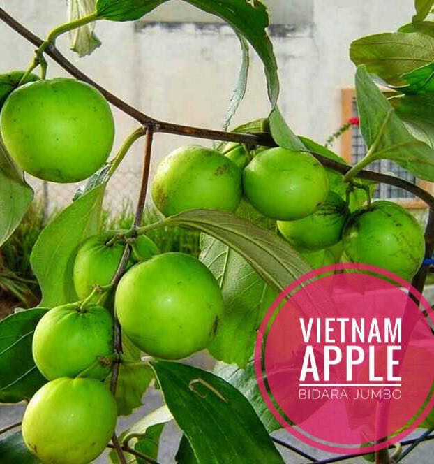 Pokok buah apple bidara vietnam, Furniture & Home Living, Gardening ...