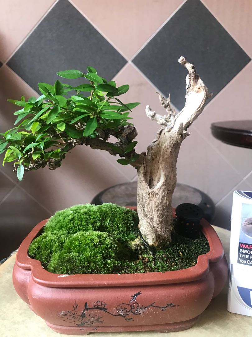 Bonsai shohin with deadwood effect small leaves vietnamese shui mei ...