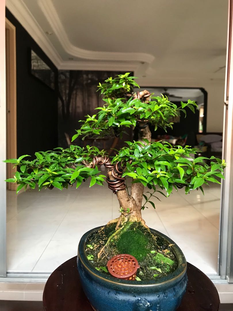 Bonsai small leaves vietnamese shui mei, Furniture & Home Living ...
