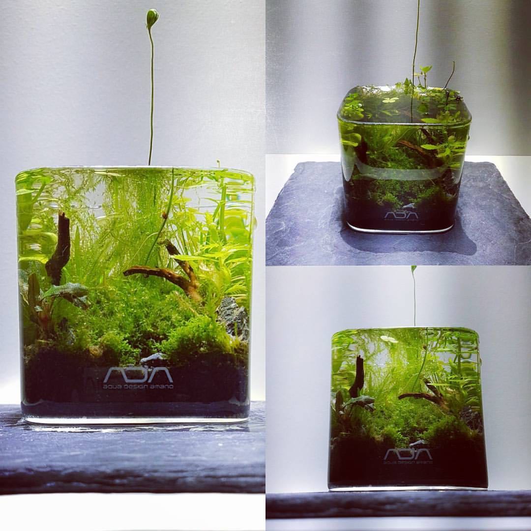 brand new ada glass pot KAKU SHORT, Pet Supplies, Homes & Other Pet ...