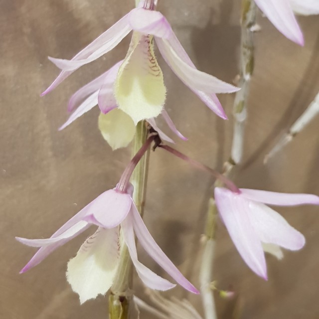 Dendrobium Aphyllum variegated, Furniture & Home Living, Gardening ...