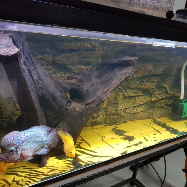 4 feet fish tank with 3d background with stand and cover, Pet Supplies ...