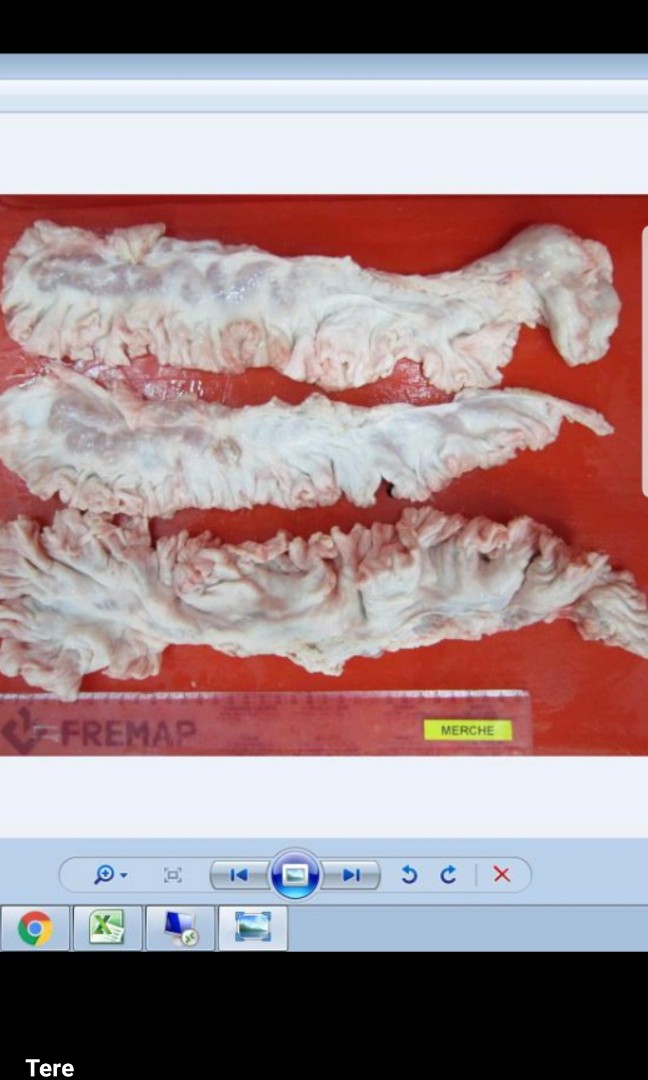 Pork Flower Fat Bulk Order on Carousell